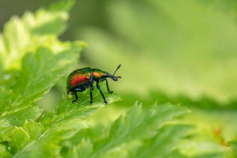 Understanding Chemical vs. Non-Chemical Control Methods: A ...